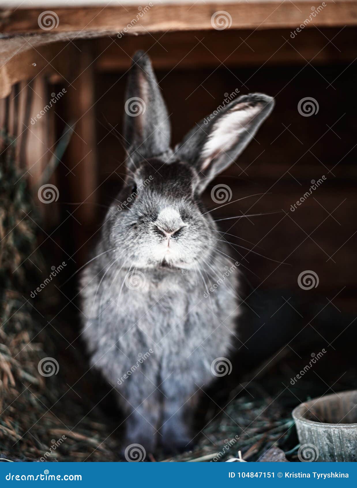 Rabbit in a cage stock image. Image of country, furry - 104847151