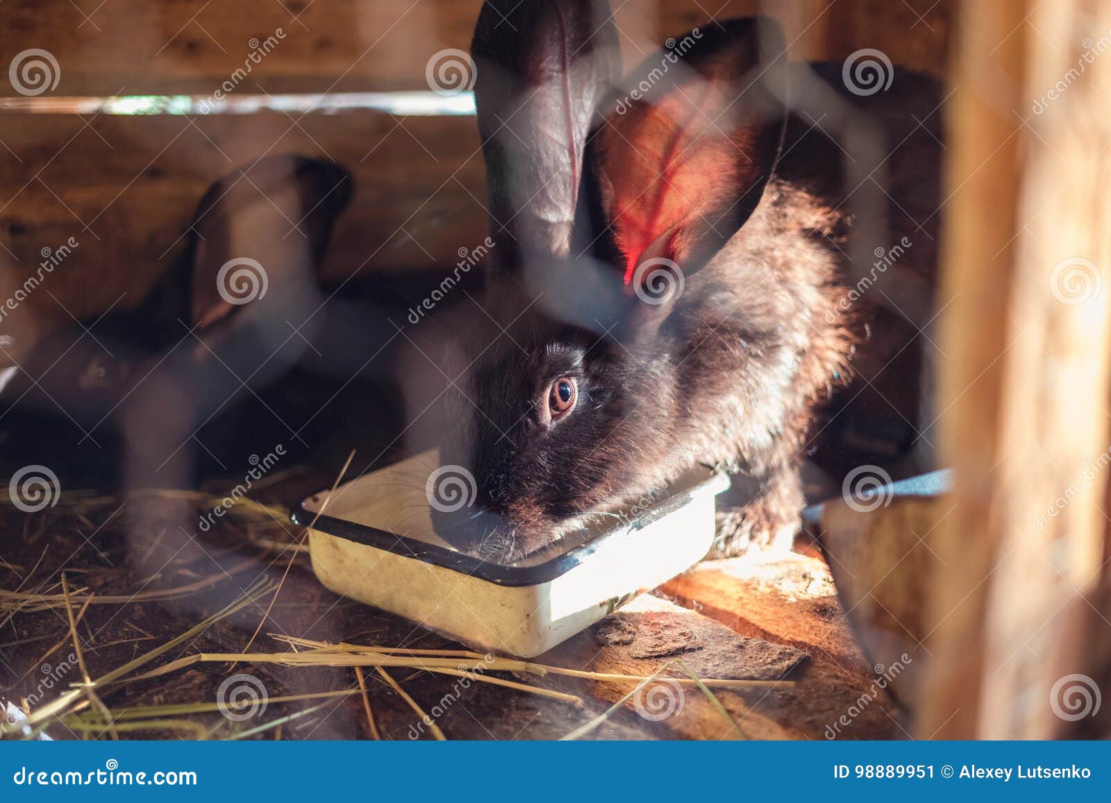 Rabbit in the cage. stock image. Image of hare, beautiful - 98889951