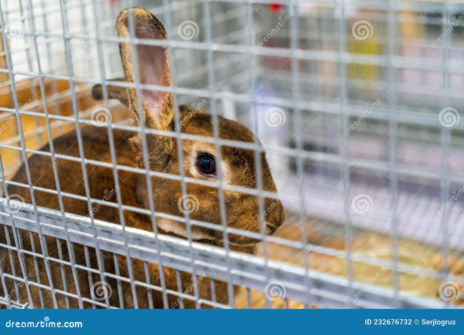 Rabbit in the cage. stock photo. Image of natural, cute - 232676732