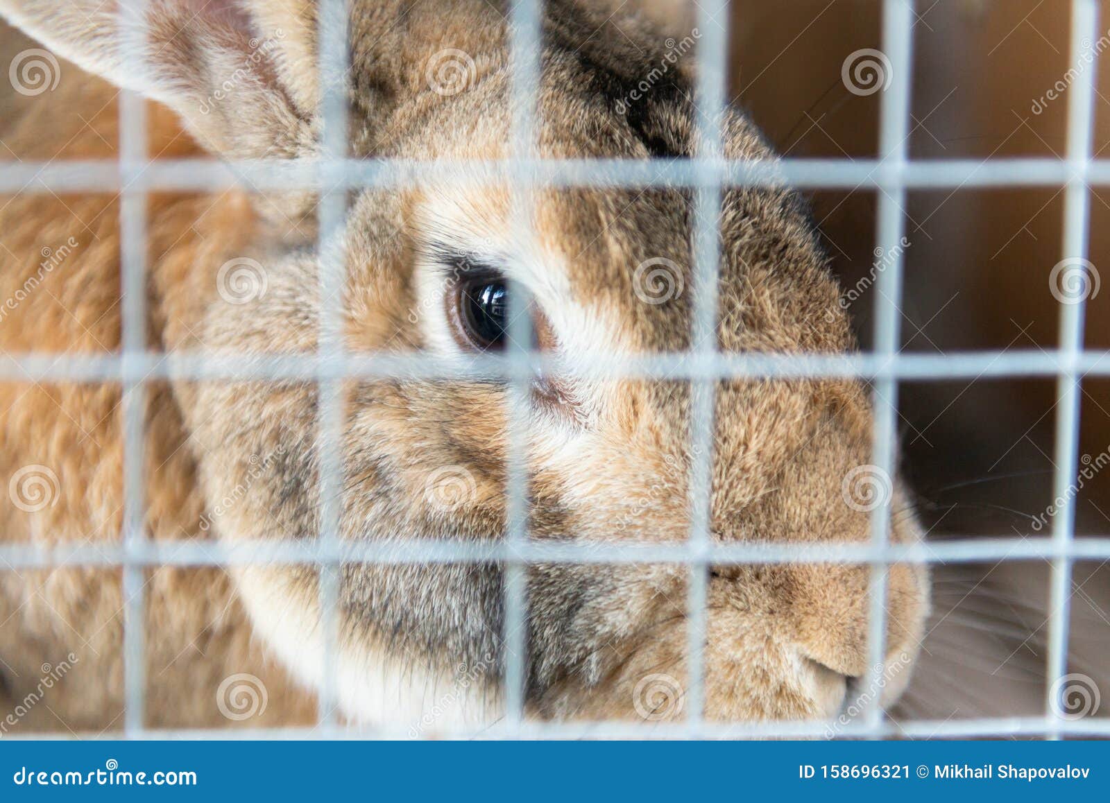 Rabbit in cage stock image. Image of look, cage, hutch - 158696321