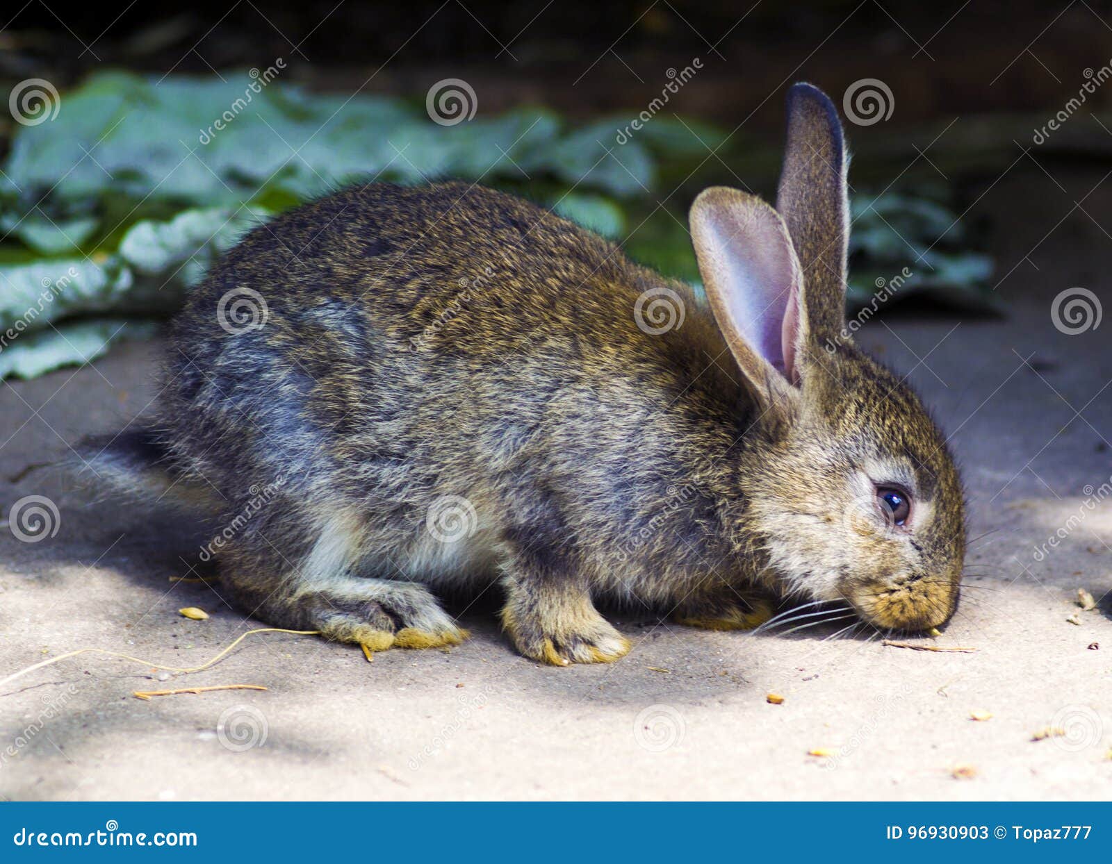 Rabbit in the Cage Rabbit Small Rabbit, Small Bunny. Rabbit Stock Image ...