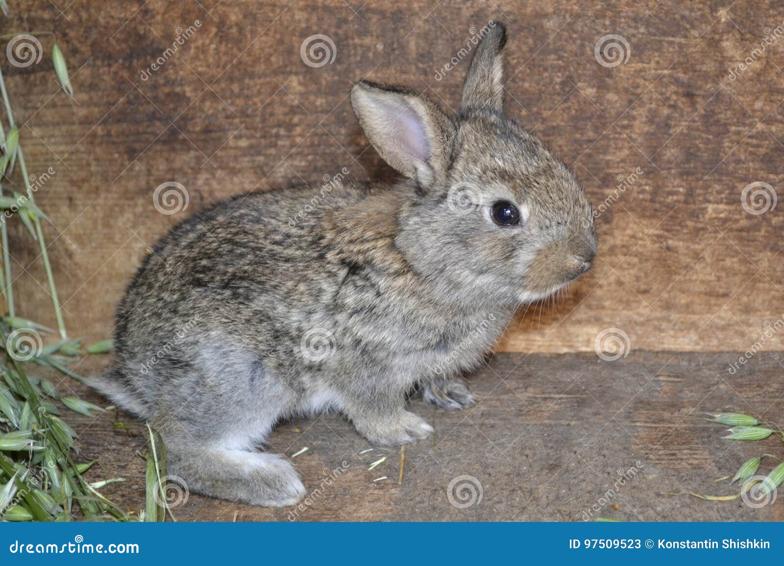 Rabbit in the Cage - Small Bunny, Countryside Farm Stock Image - Image ...