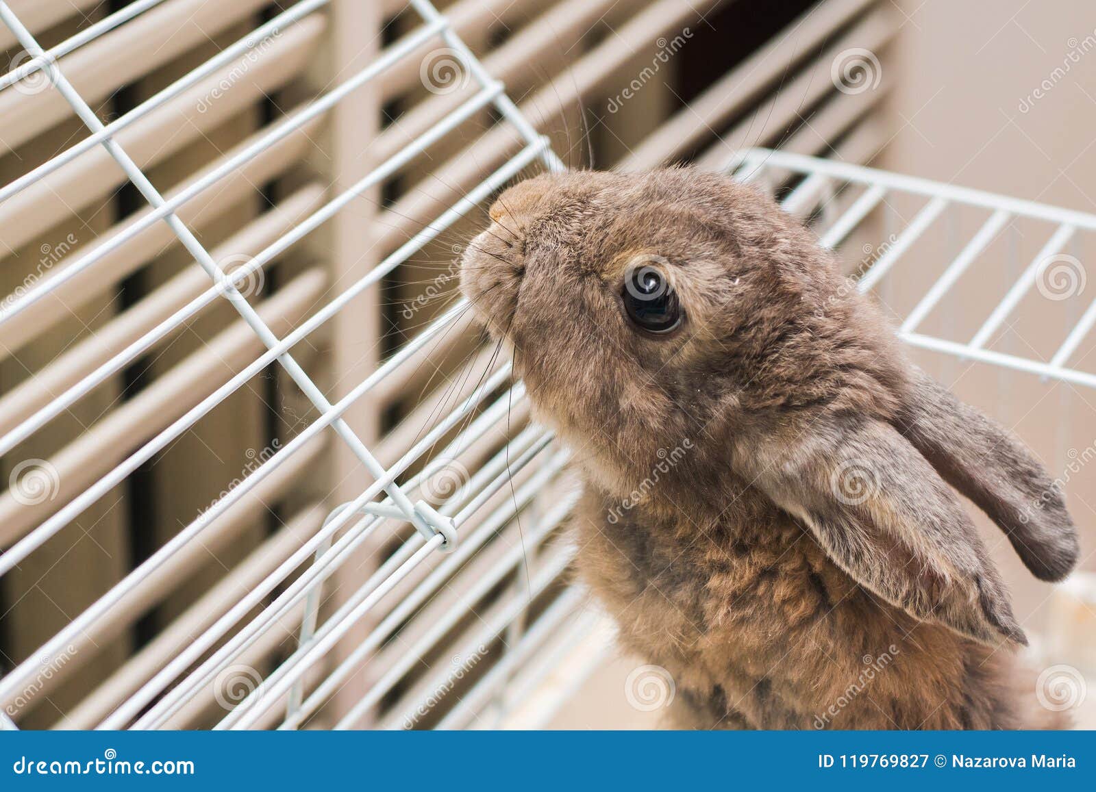 Rabbit in a cage stock image. Image of grass, cute, little - 119769827