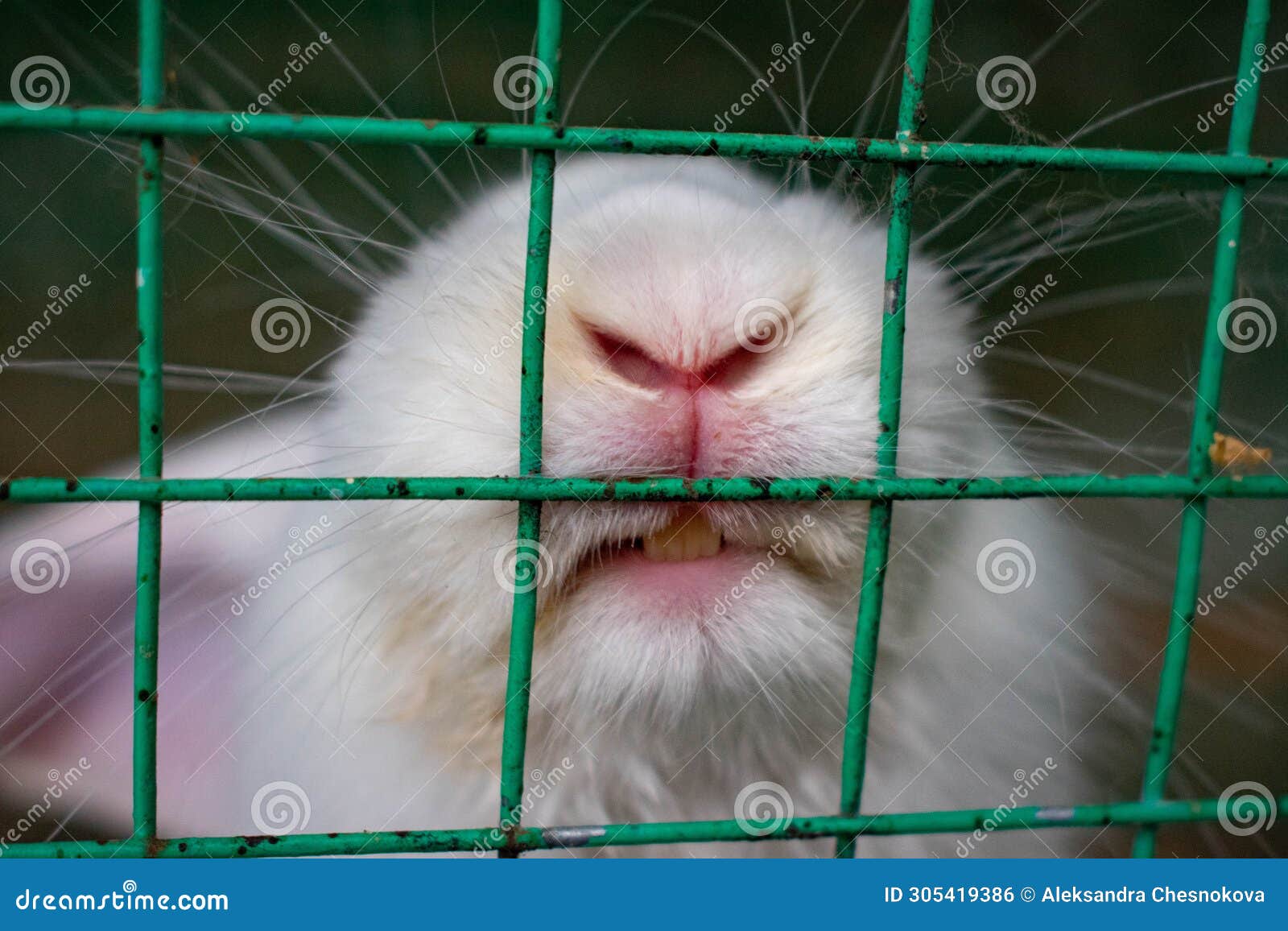 A rabbit in a cage sniffs stock photo. Image of mustache - 305419386