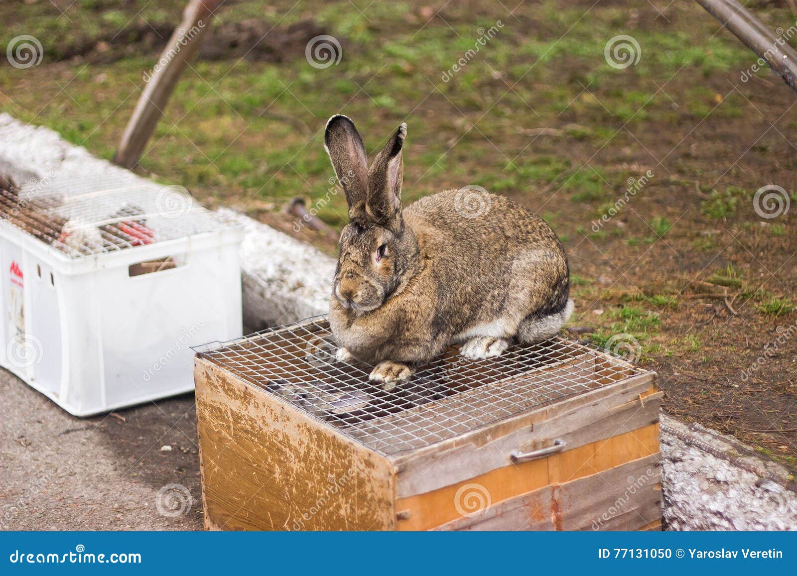 Rabbit in a Cage stock photo. Image of four, pets, cage - 77131050