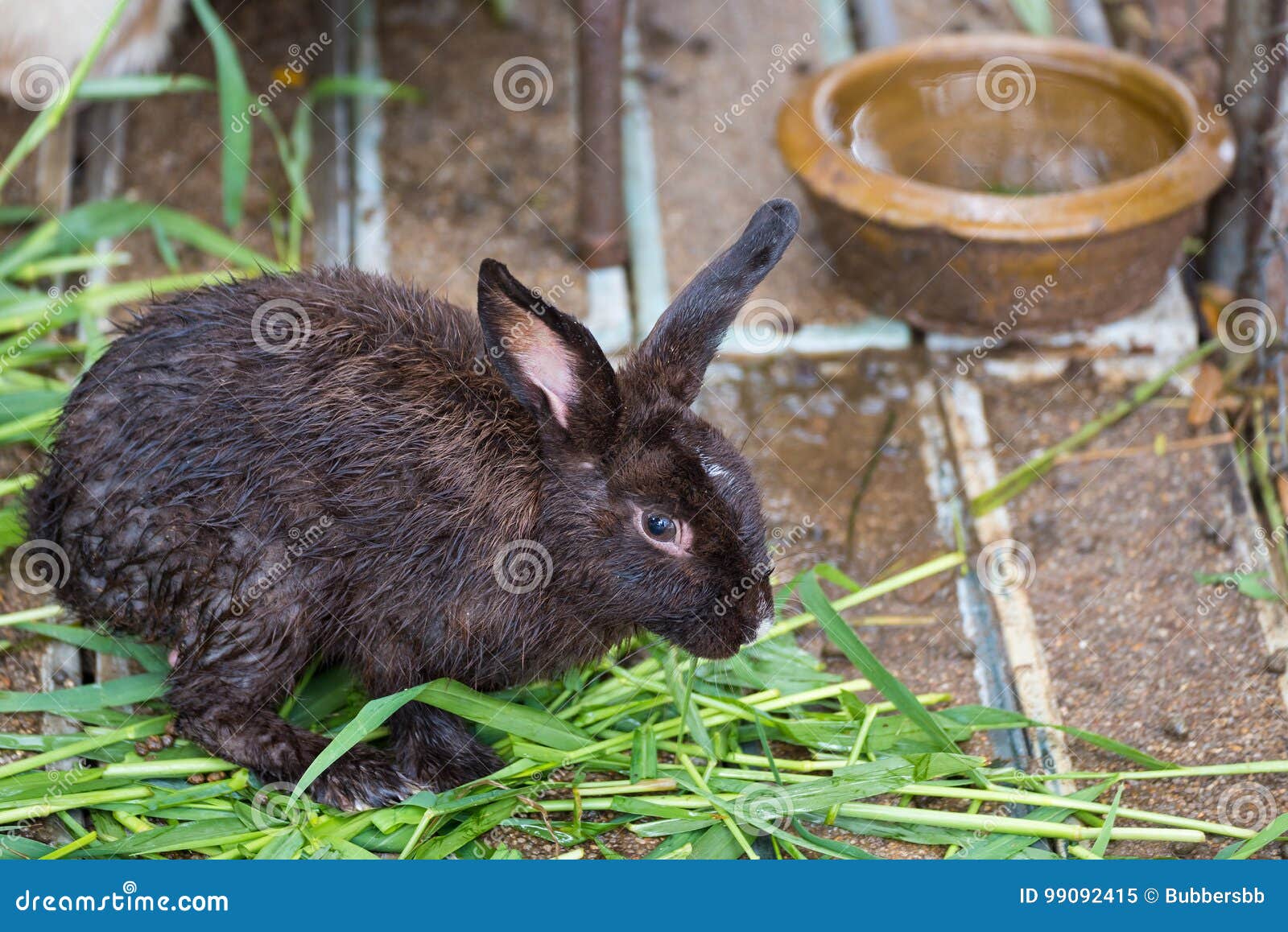 Rabbit in the Cage.thailand. Stock Image - Image of thailand, little ...