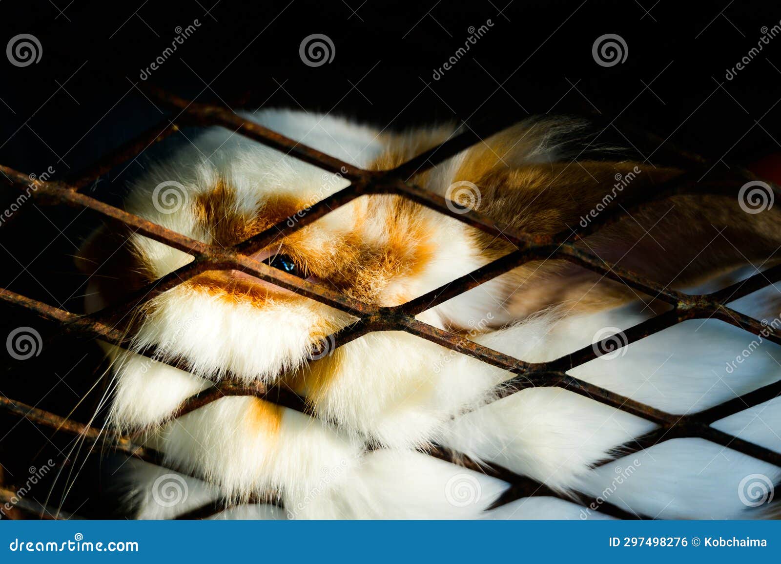 Group of Cuddly Furry Rabbits Stock Photo - Image of farm, hare: 297498276
