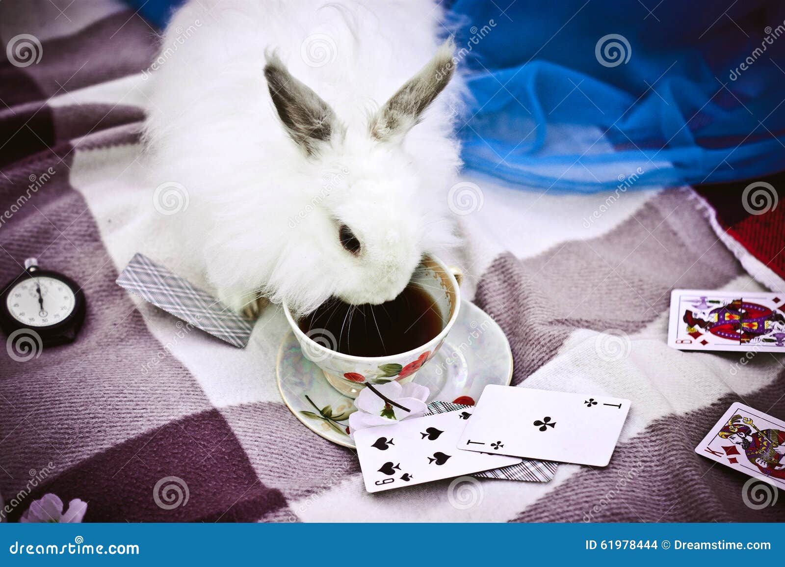 4,569 Crazy Rabbit Stock Photos - Free & Royalty-Free Stock Photos from ...