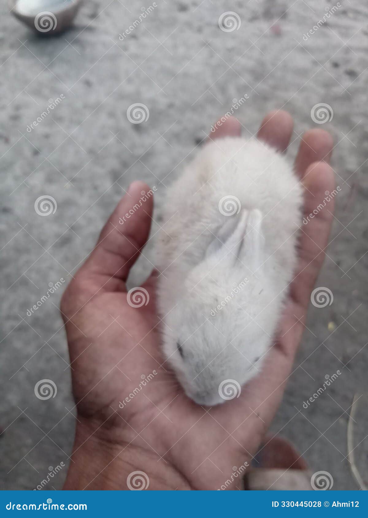 Rabbit Care Tips, Best Rabbit Breeds for Pets, Rabbit Diet and ...