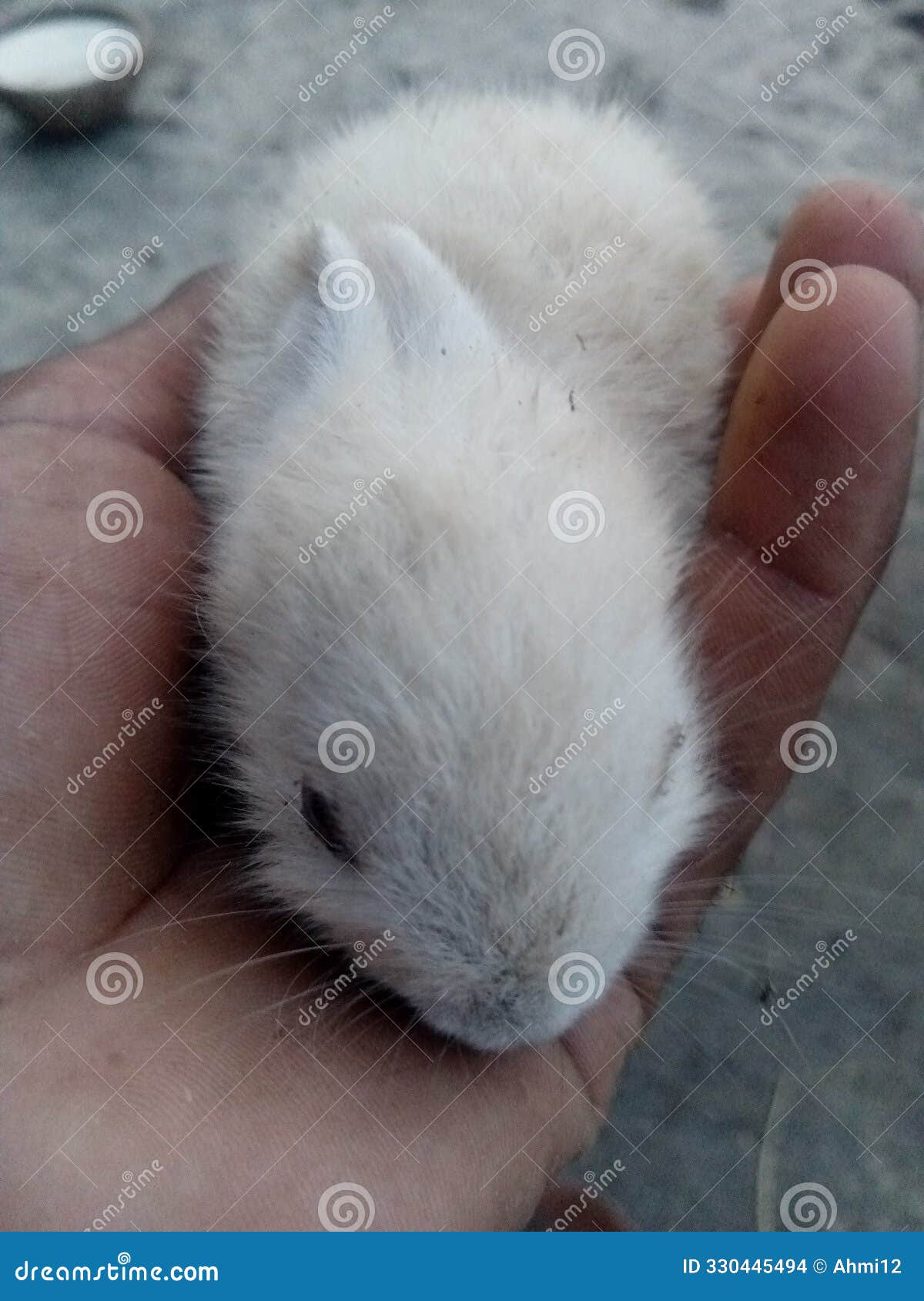 Rabbit Care Tips, Best Rabbit Breeds for Pets, Rabbit Diet and ...