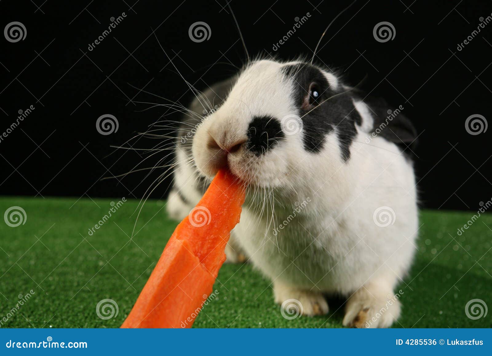 Rabbit with carrot stock photo. Image of eating, studio - 4285536