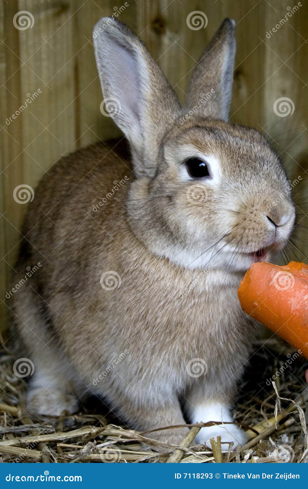 Rabbit with carrot stock image. Image of hutch, house - 7118293