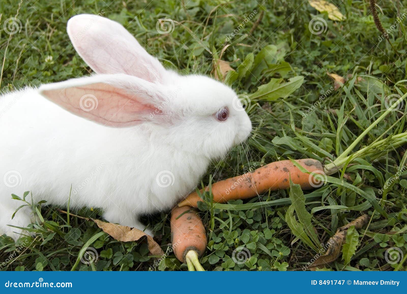 Rabbit with carrot stock image. Image of farm, tranquil - 8491747