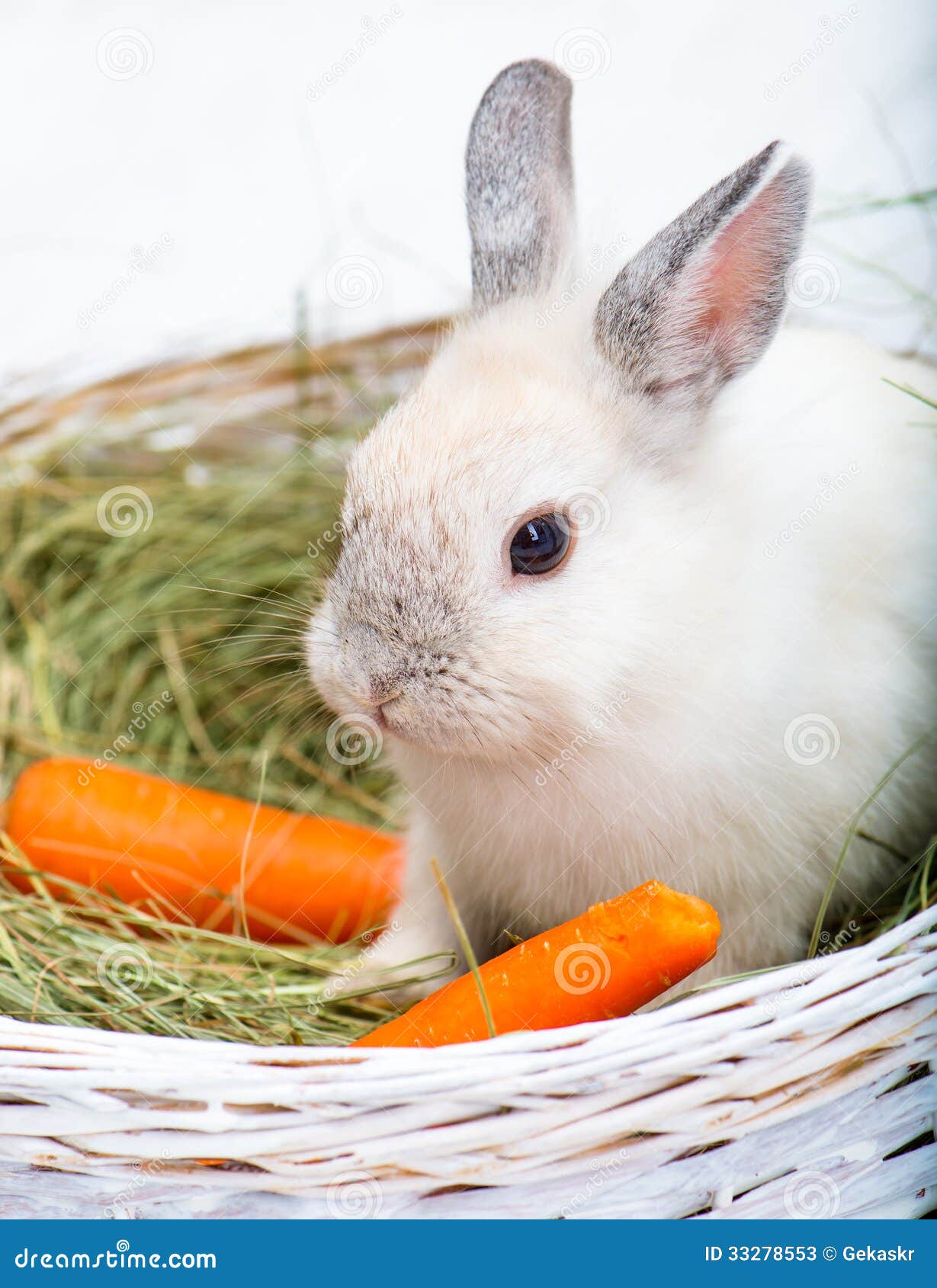 Rabbit with carrot stock image. Image of tpretty, clean - 33278553