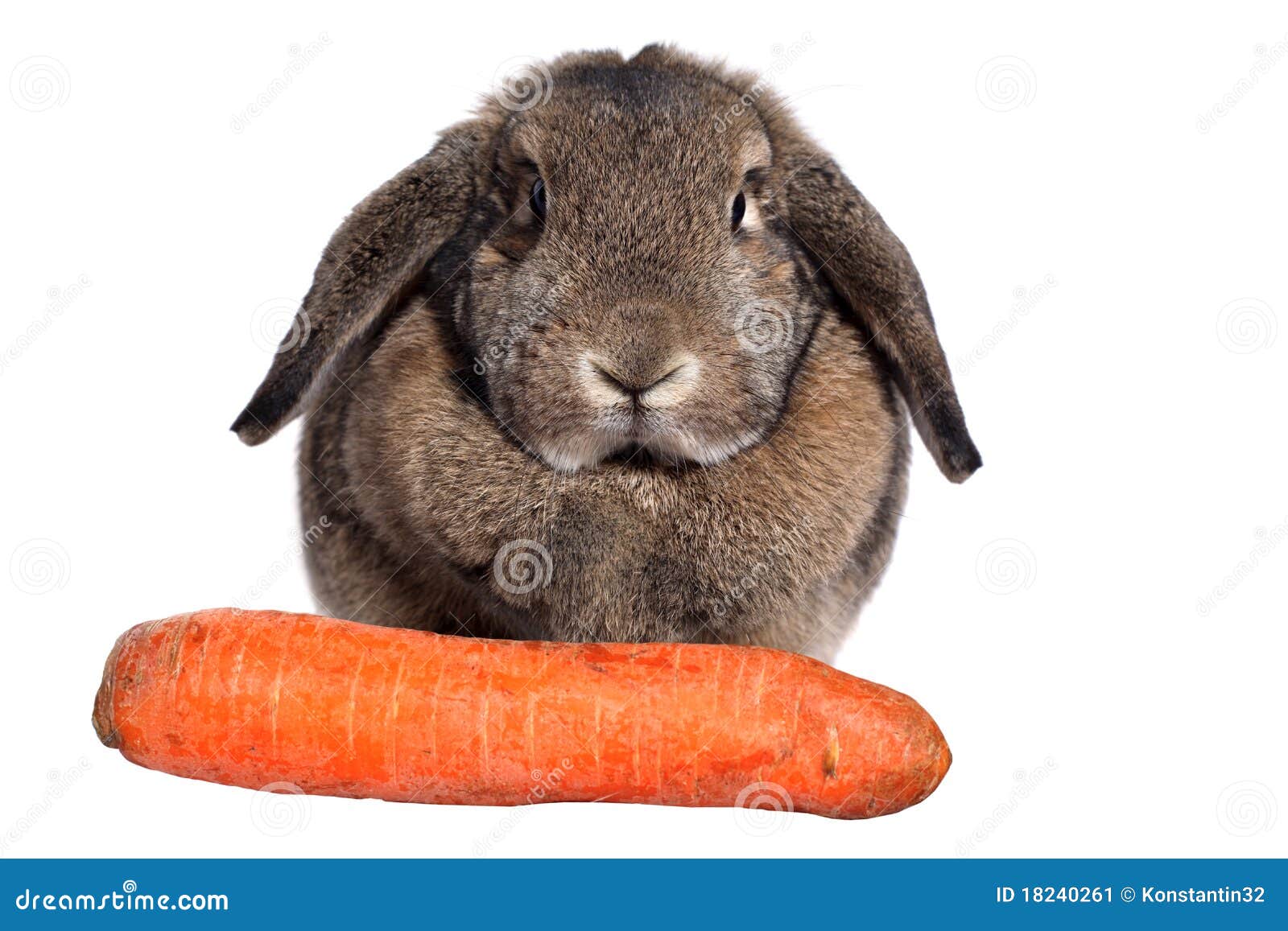 Rabbit with Carrot Isolated on a White Stock Image - Image of furry ...
