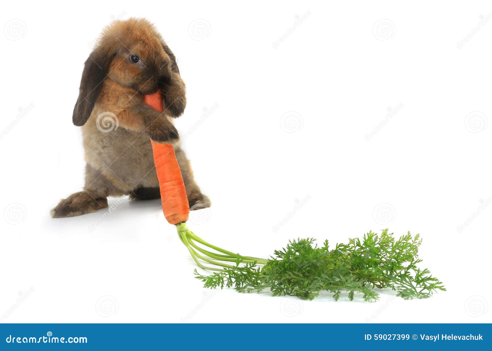Rabbit stock image. Image of hair, ears, portrait, mammal - 59027399