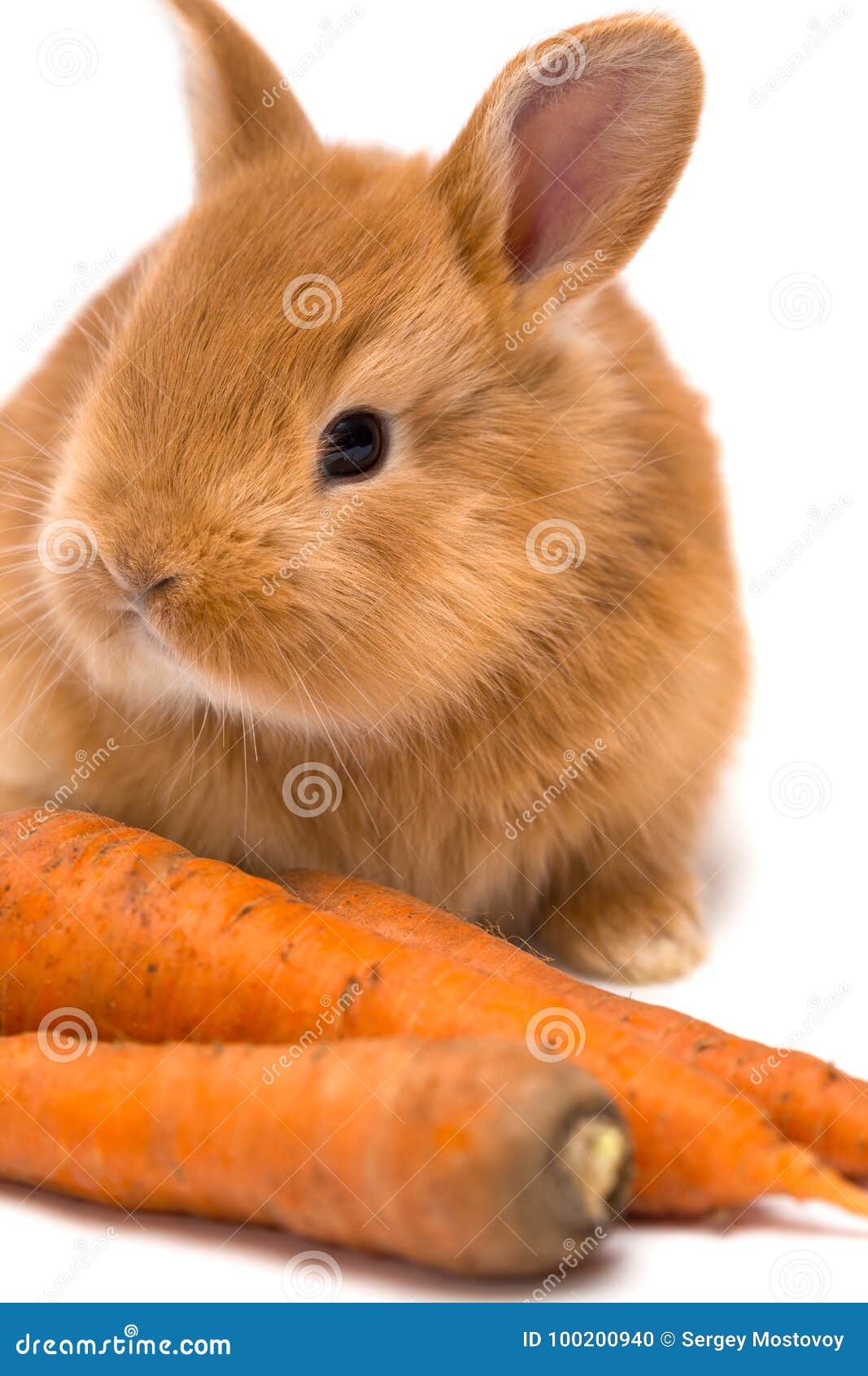 Rabbit and carrot stock photo. Image of carrot, holiday - 100200940