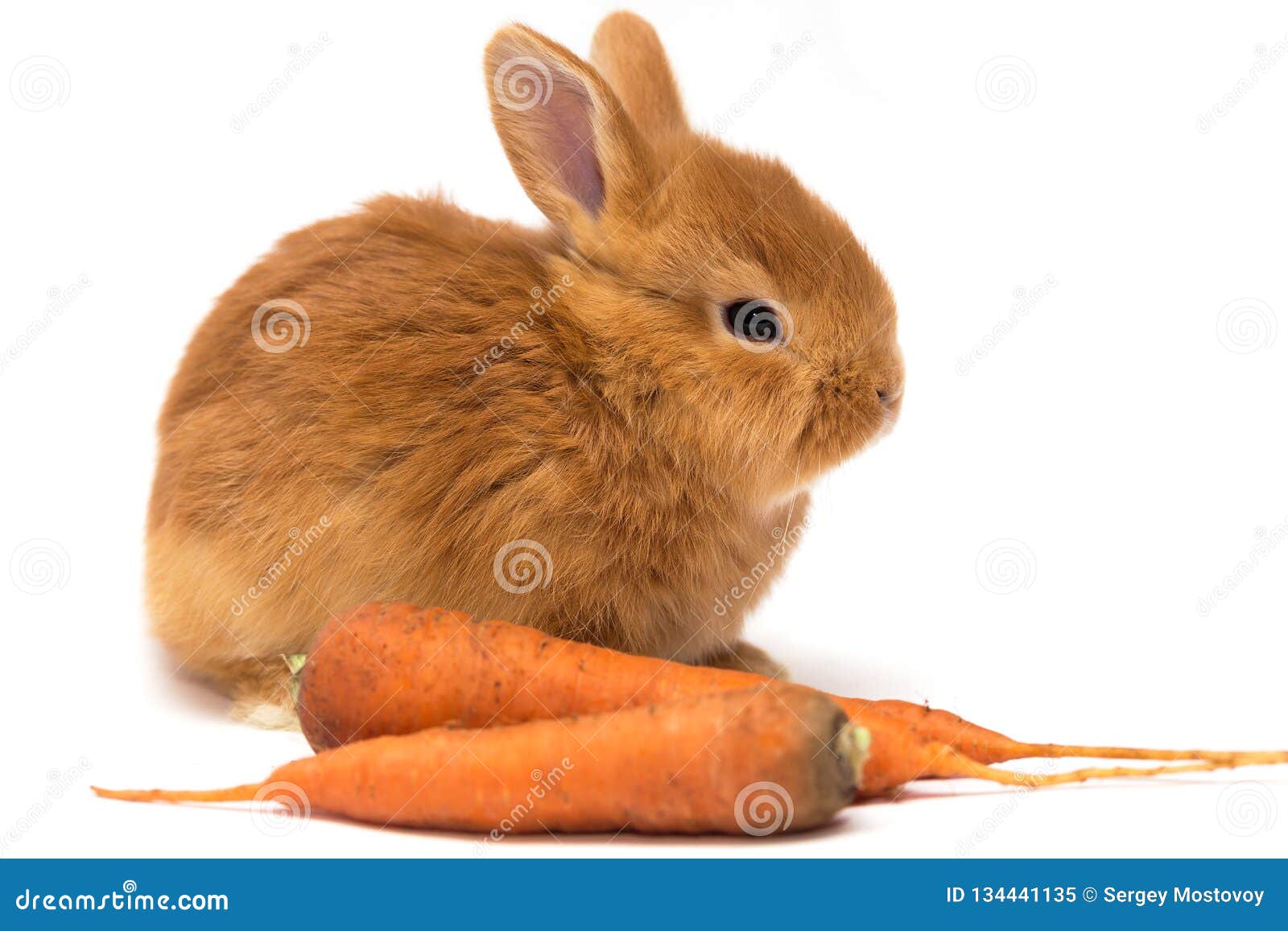 Rabbit and carrot stock image. Image of bunny, white - 134441135