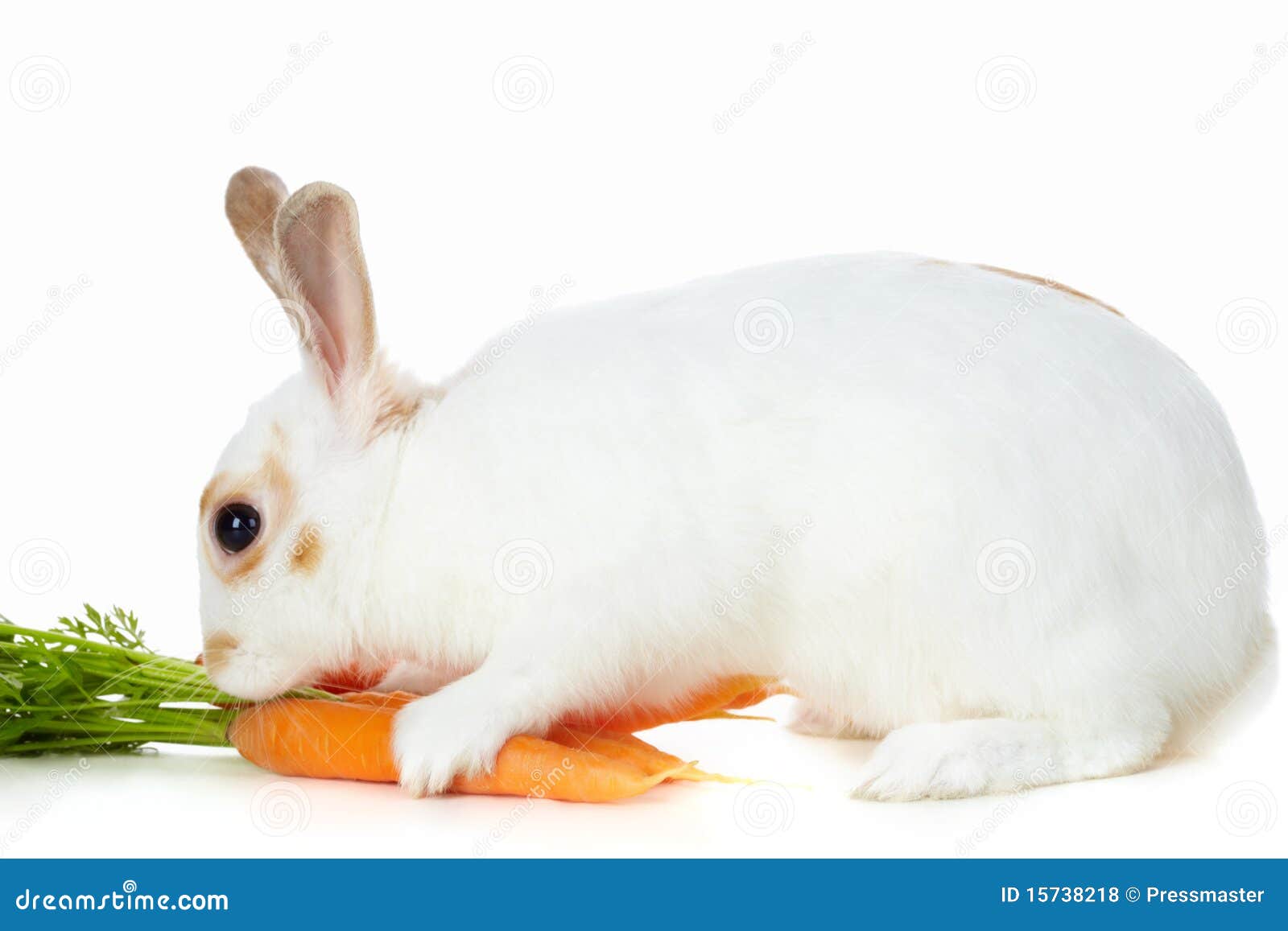 Rabbit with carrots stock photo. Image of ears, holiday - 15738218
