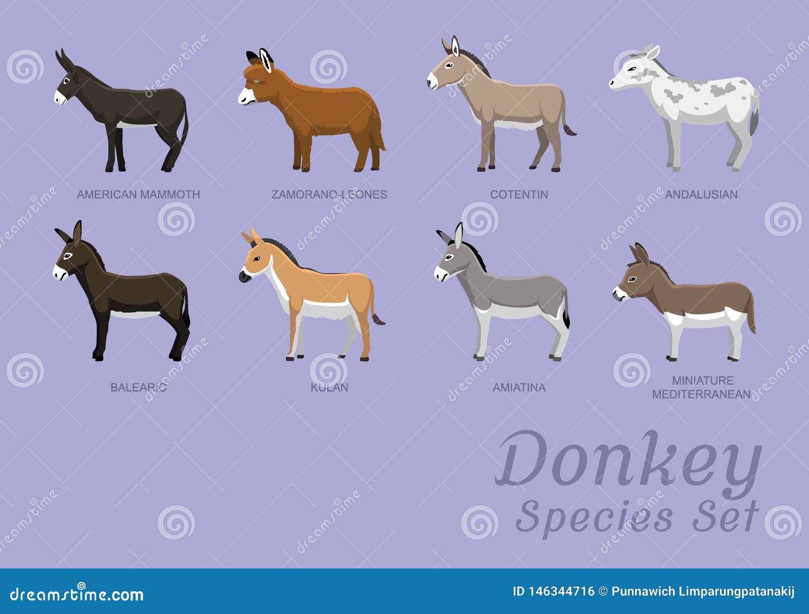 Various Donkey Species Set Cartoon Vector Illustration Stock Vector ...