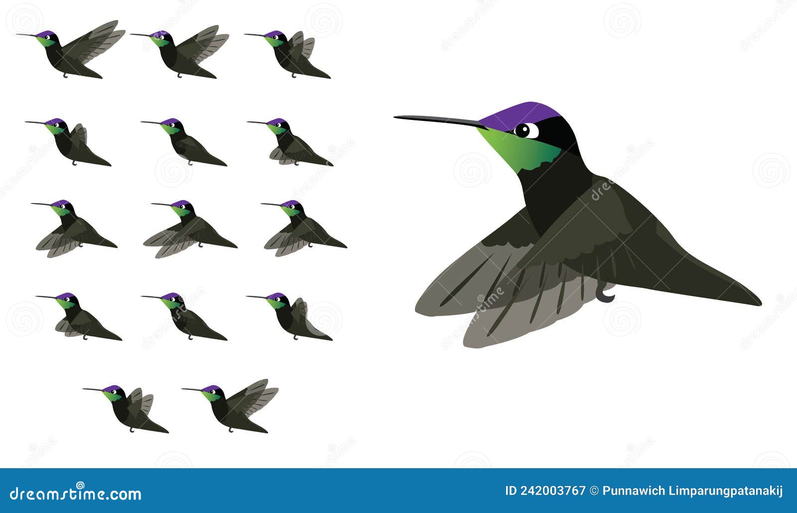 Animal Animation Sequence Bird Flying Magnificent Hummingbird Cartoon ...