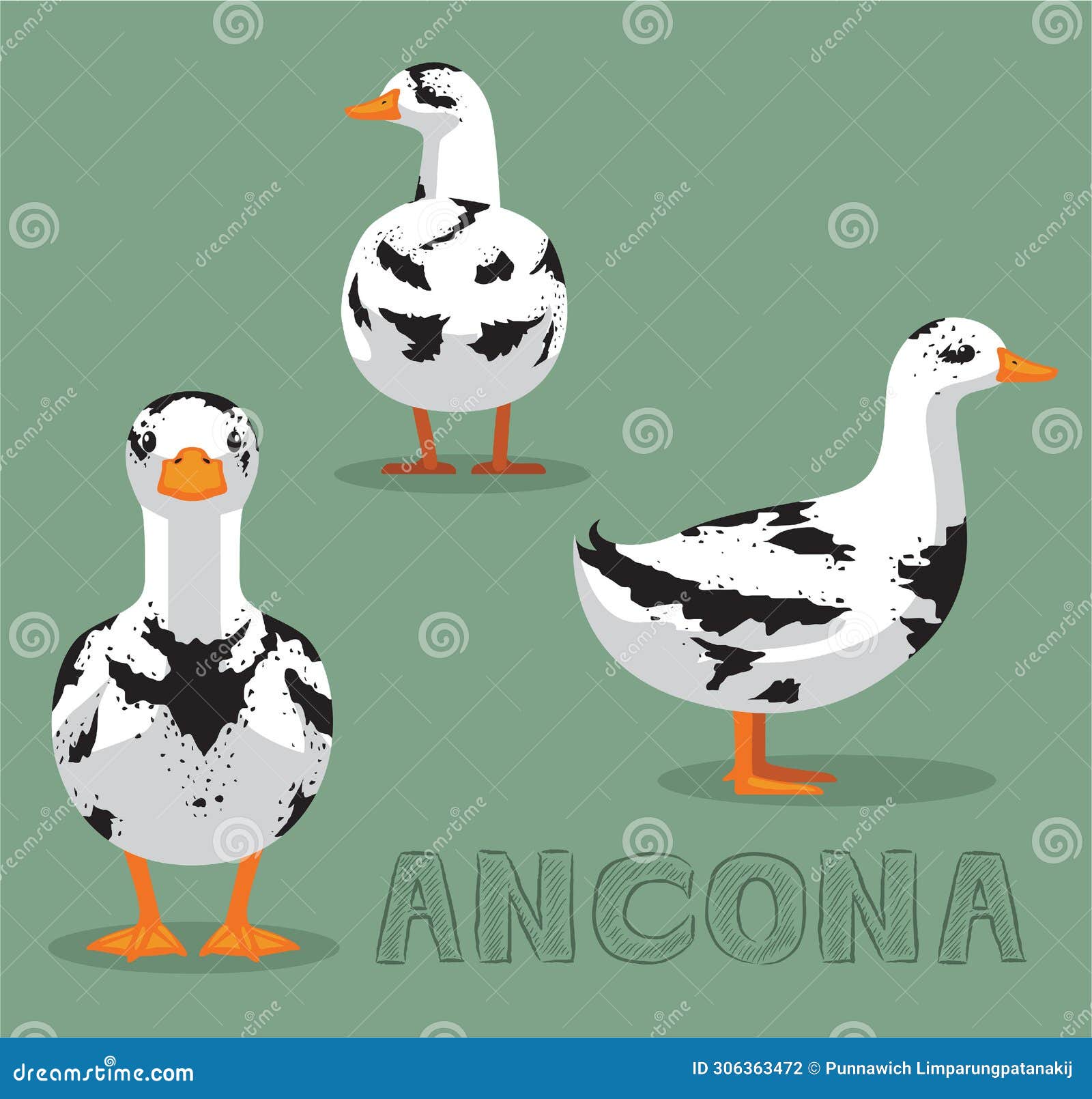 Duck Ancona Cartoon Vector Illustration Stock Vector - Illustration of ...