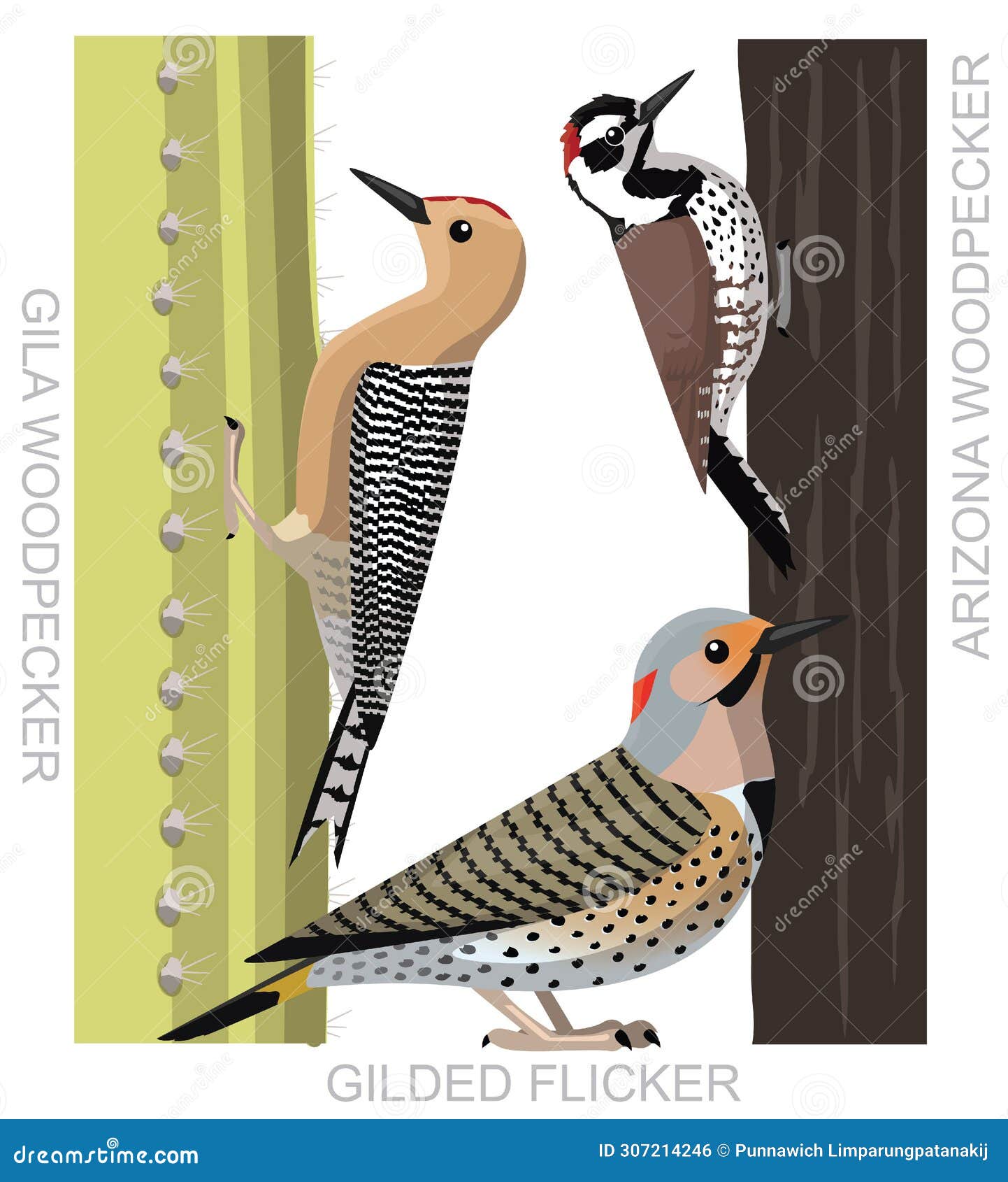 Bird Woodpecker Arizona Flicker Cartoon Vector Stock Vector ...