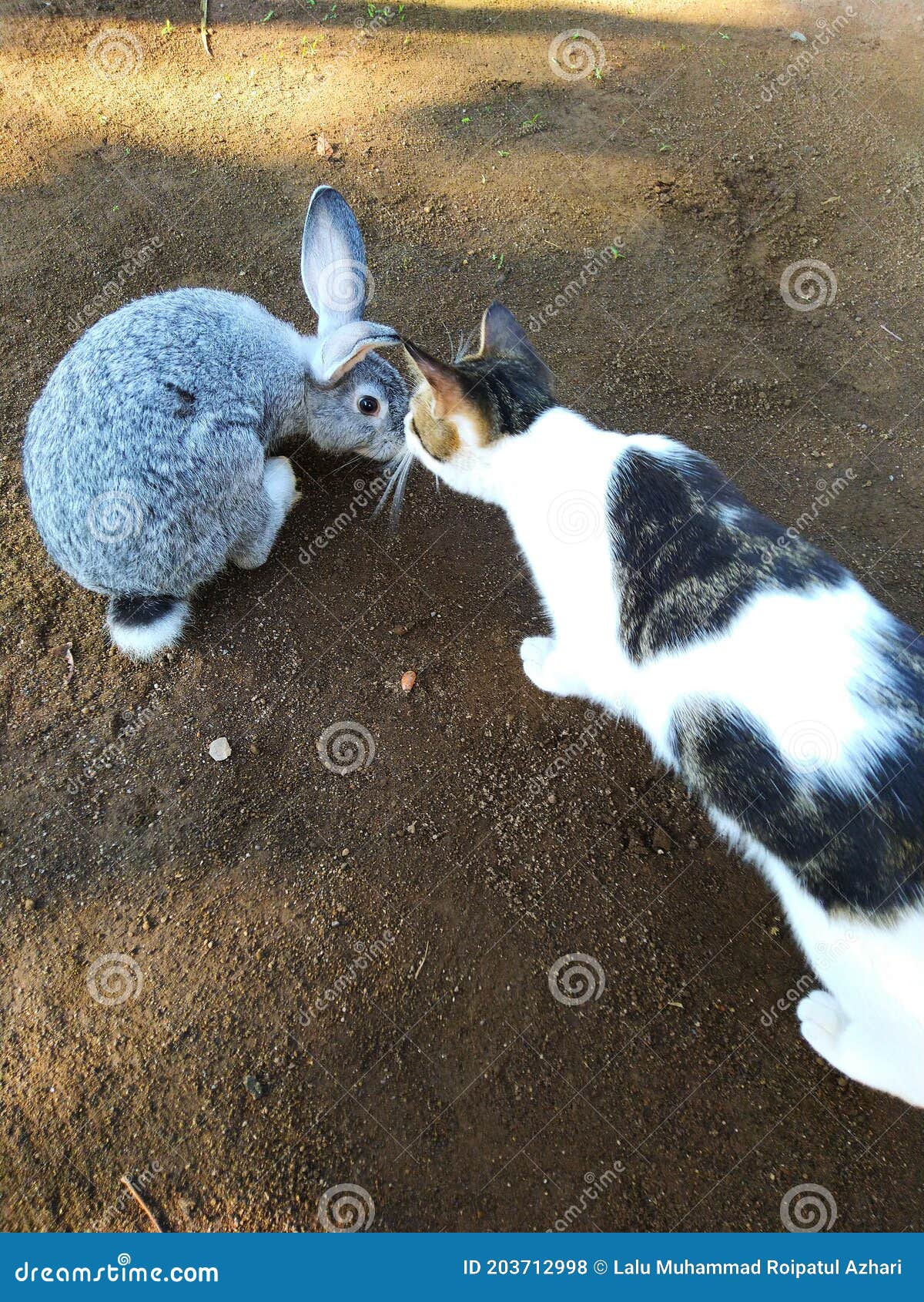 Rabbit and Cat are Friend stock photo. Image of puppy - 203712998