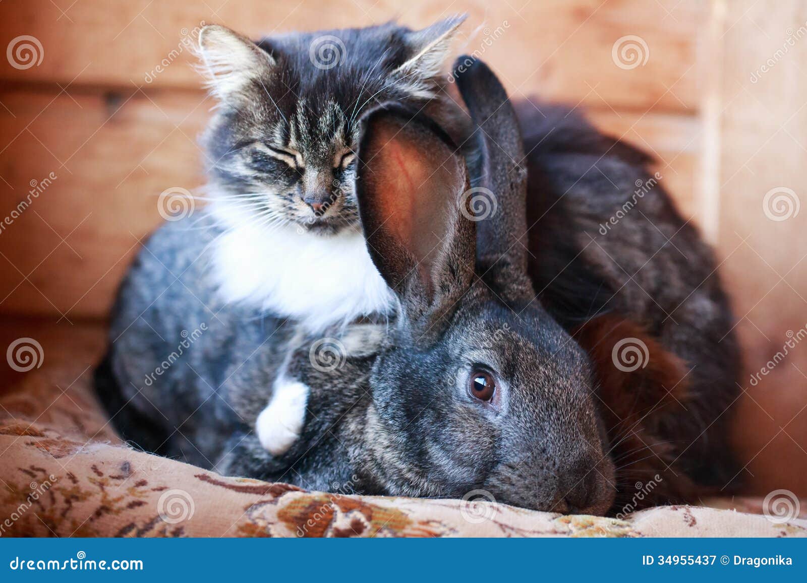Rabbit and cat stock image. Image of rabbit, dream, gray - 34955437
