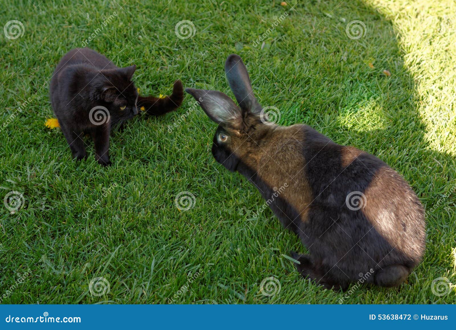 Rabbit and Cat stock photo. Image of rabbit, black, crawl - 53638472