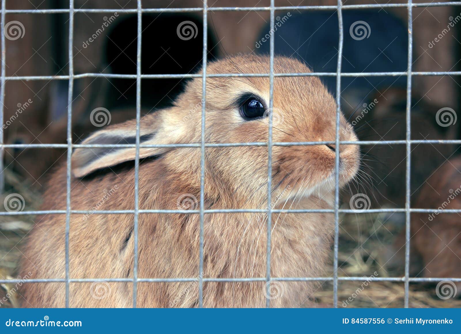 Rabbit in the cell stock photo. Image of funny, bunny - 84587556
