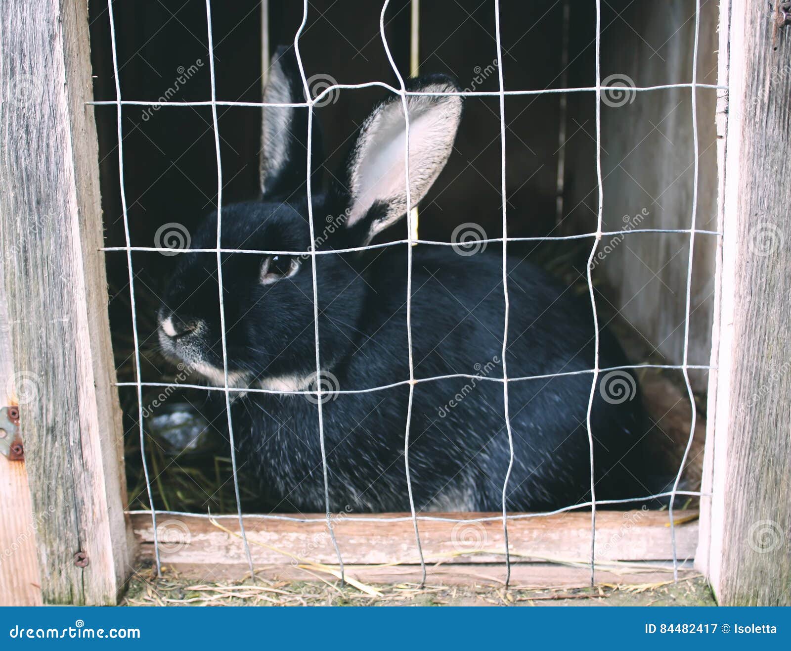 Rabbit in cell stock image. Image of ears, black, outdoor - 84482417