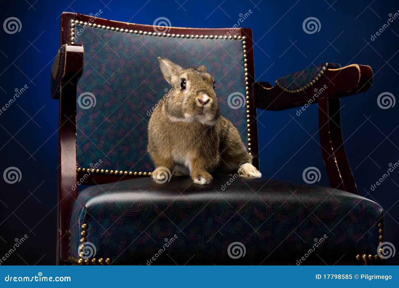 Rabbit on the chair stock image. Image of animal, beige - 17798585