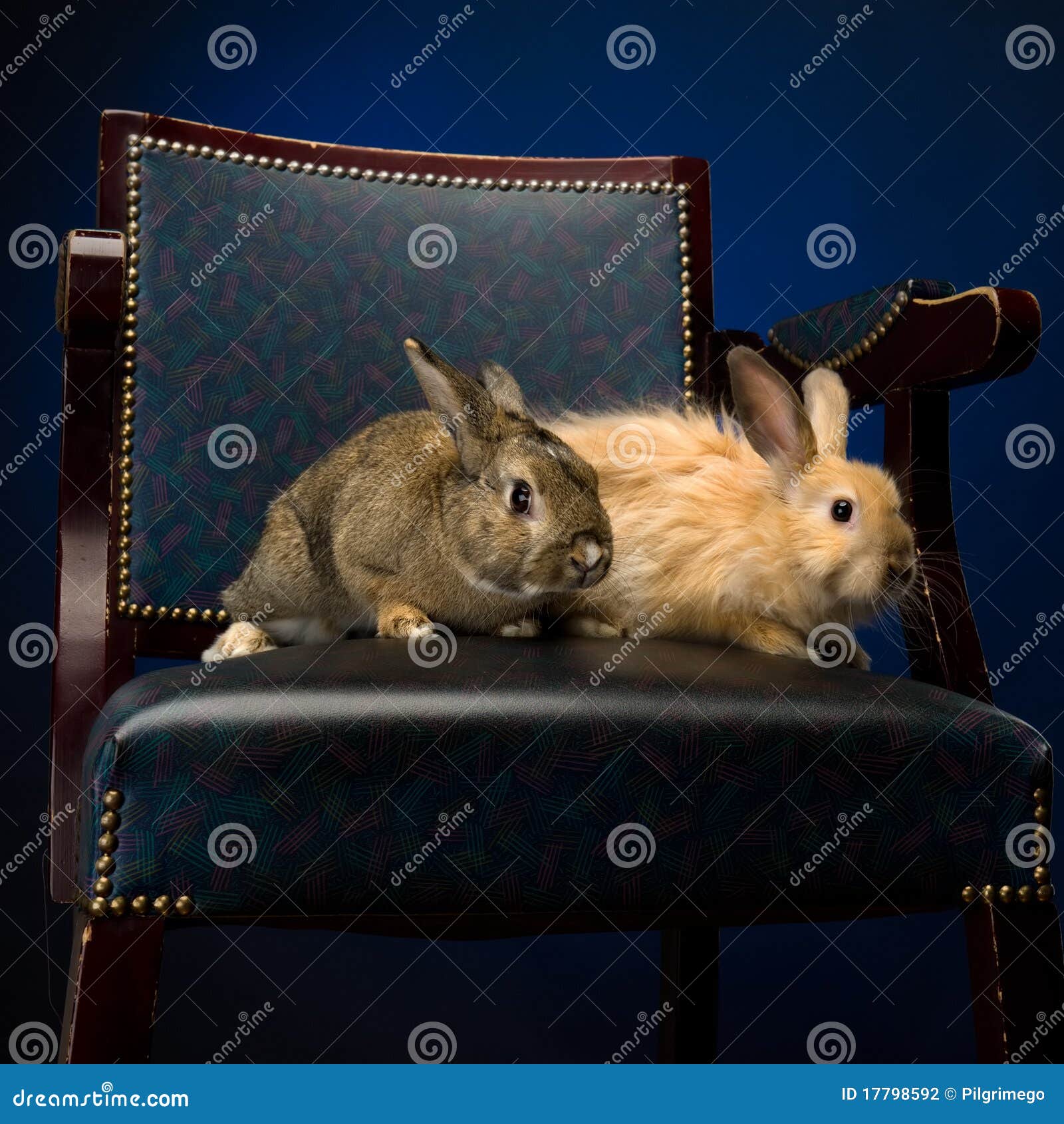 Rabbit on the chair stock photo. Image of cute, beige - 17798592