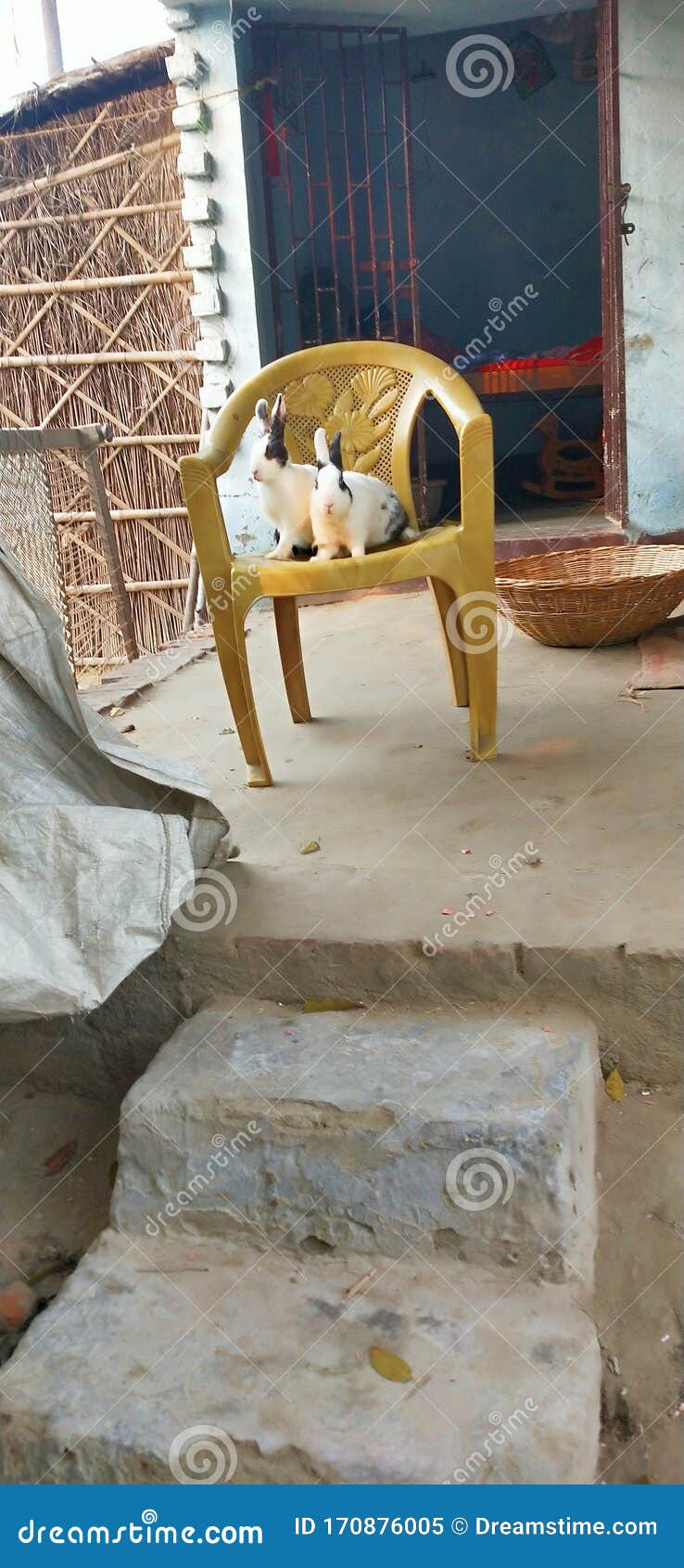 Rabbit on chair stock image. Image of position, sitting - 170876005