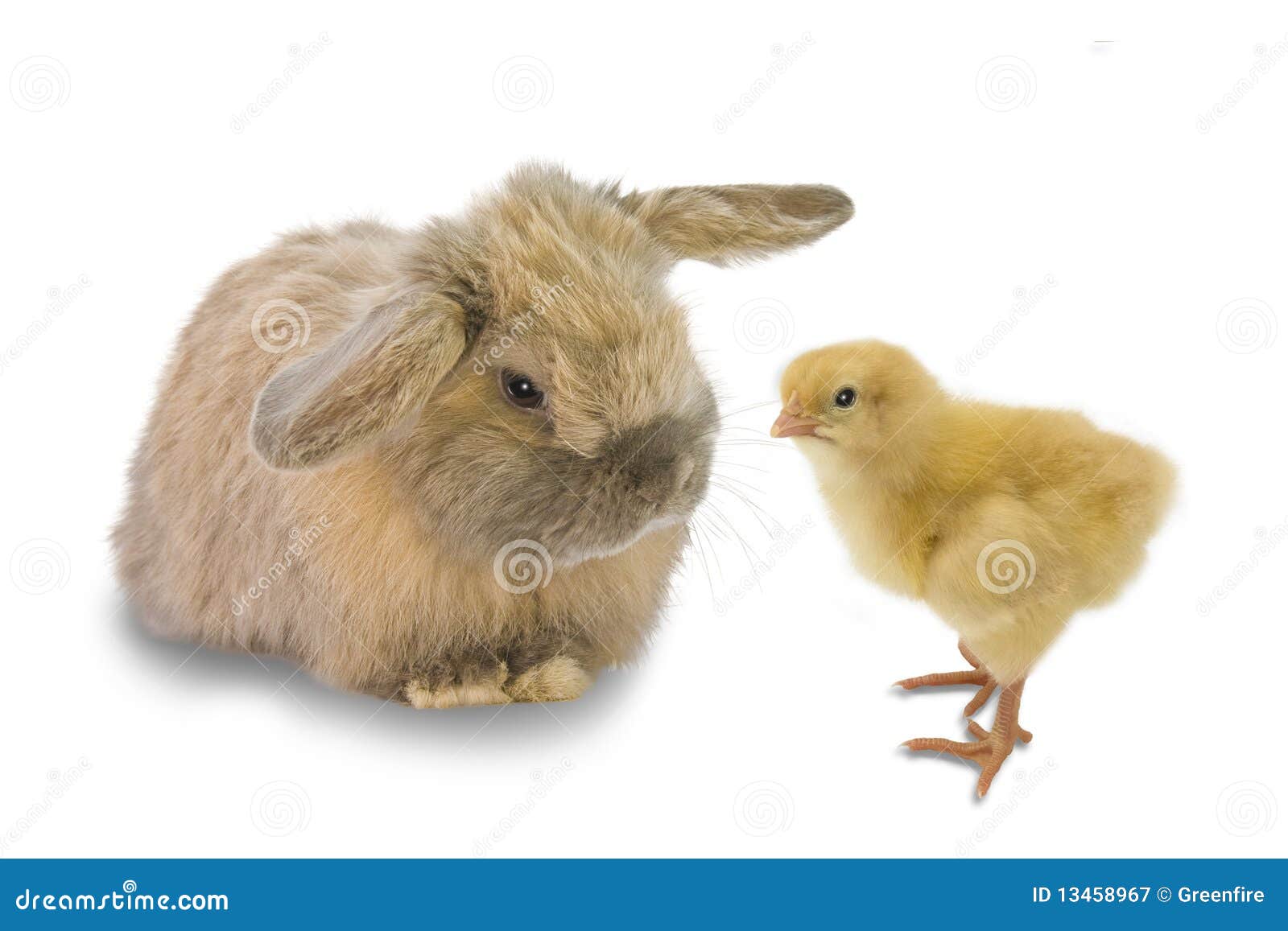 Rabbit and Chick stock image. Image of cuddly, hatchling - 13458967