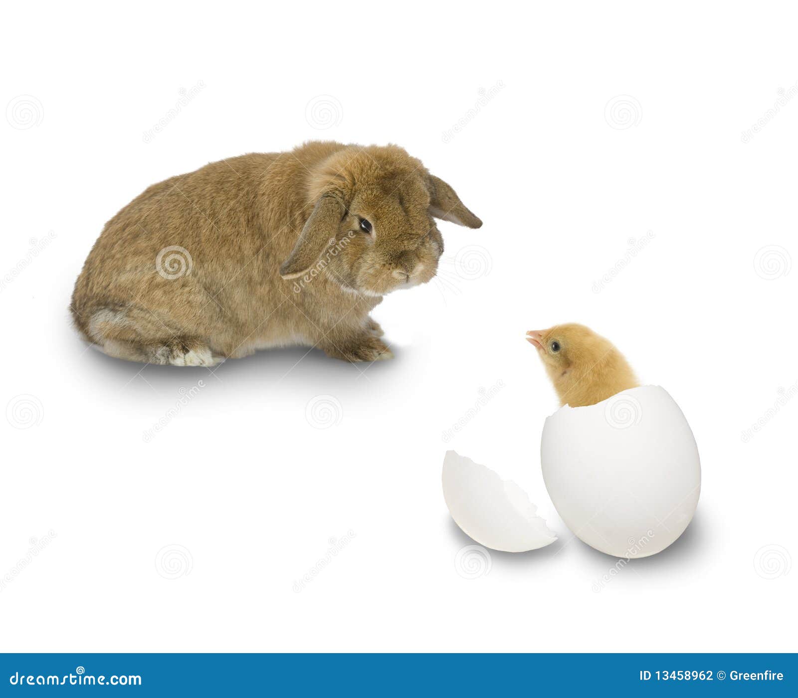 Rabbit and Chicken stock photo. Image of poultry, curious - 13458962