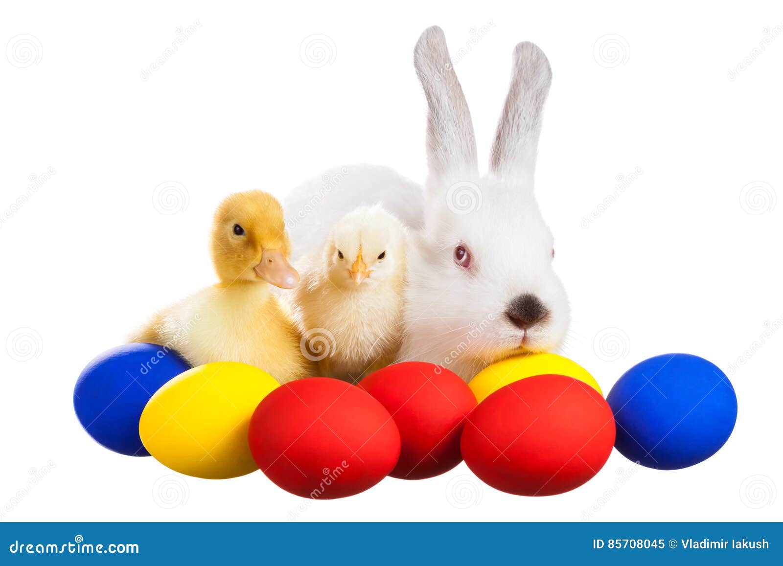 Rabbit chicken duck stock image. Image of sitting, friendship - 85708045