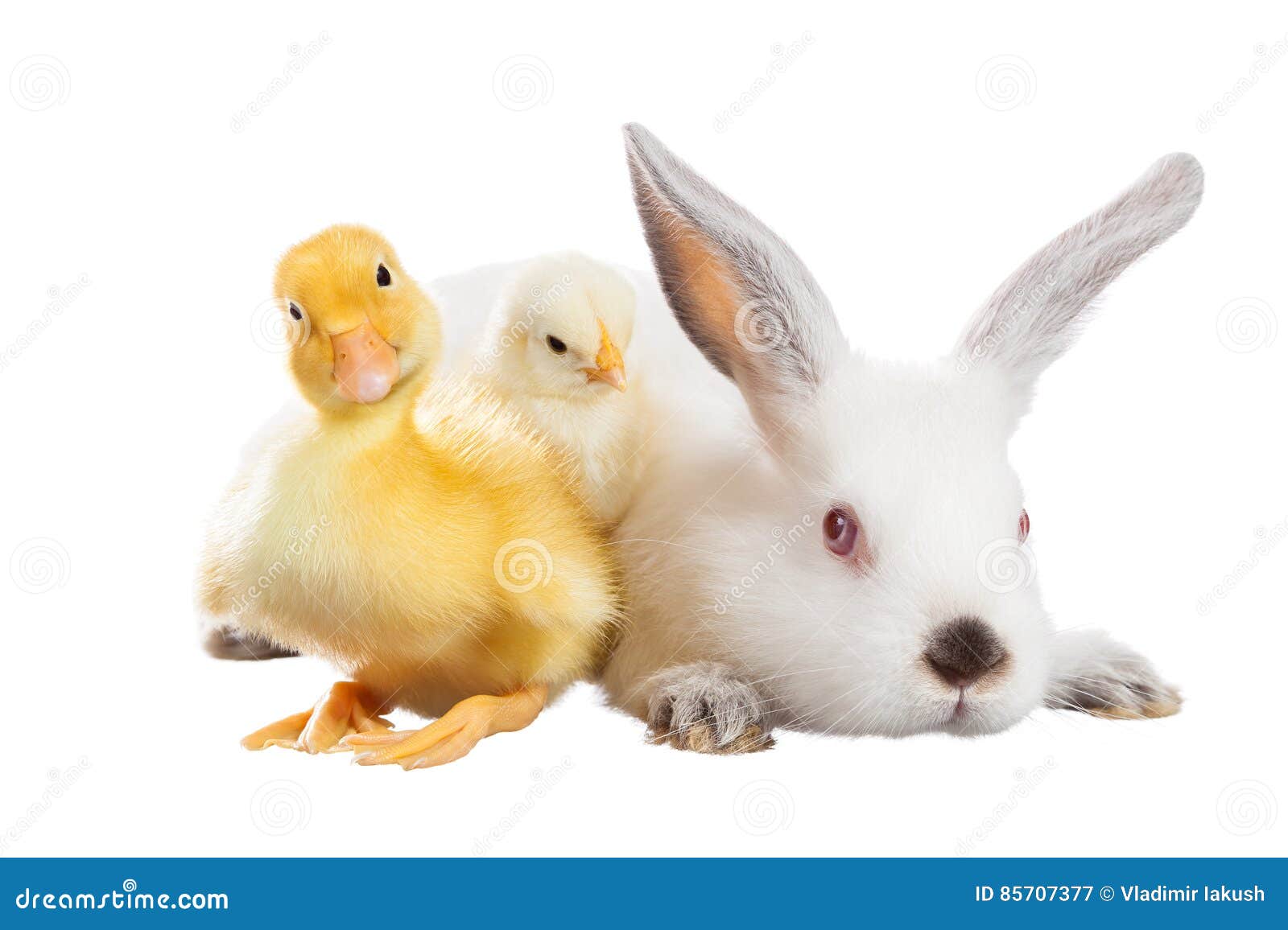 Rabbit chicken duck stock image. Image of little, life - 85707377