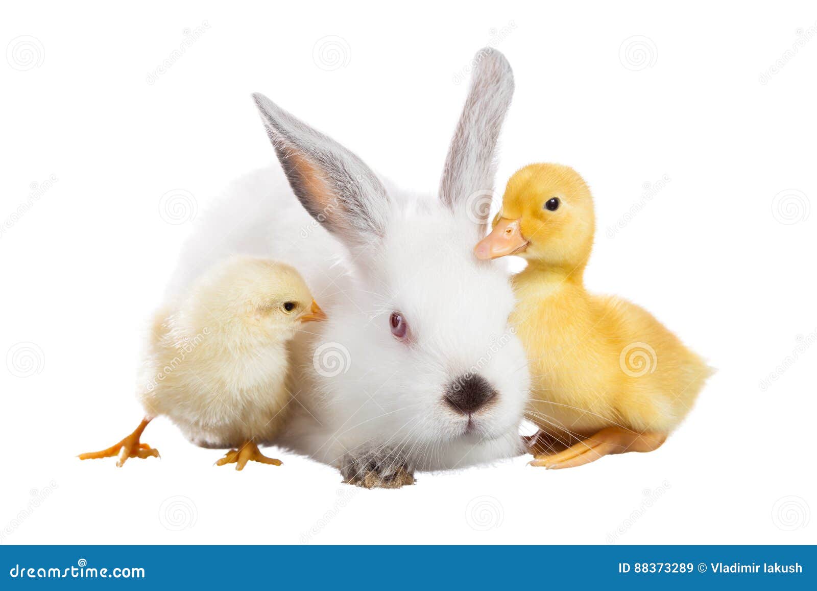 Rabbit chicken duck stock image. Image of mammal, newborn - 88373289
