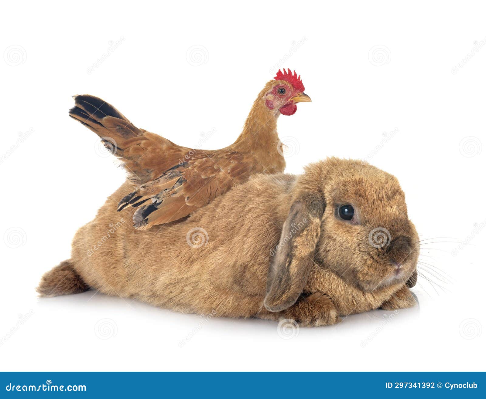 Rabbit and chicken stock photo. Image of lopeared, ayam - 297341392
