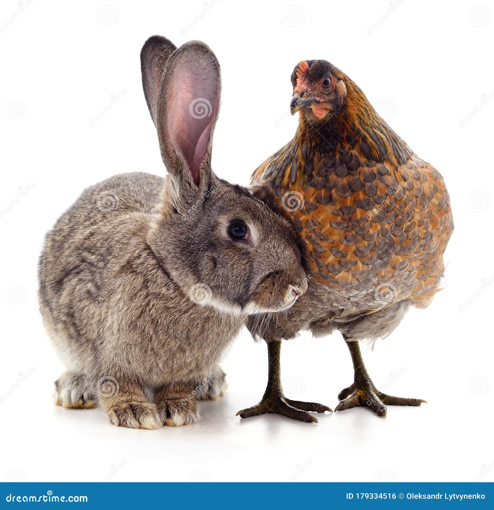 Rabbit and chicken stock photo. Image of newborn, poultry - 179334516