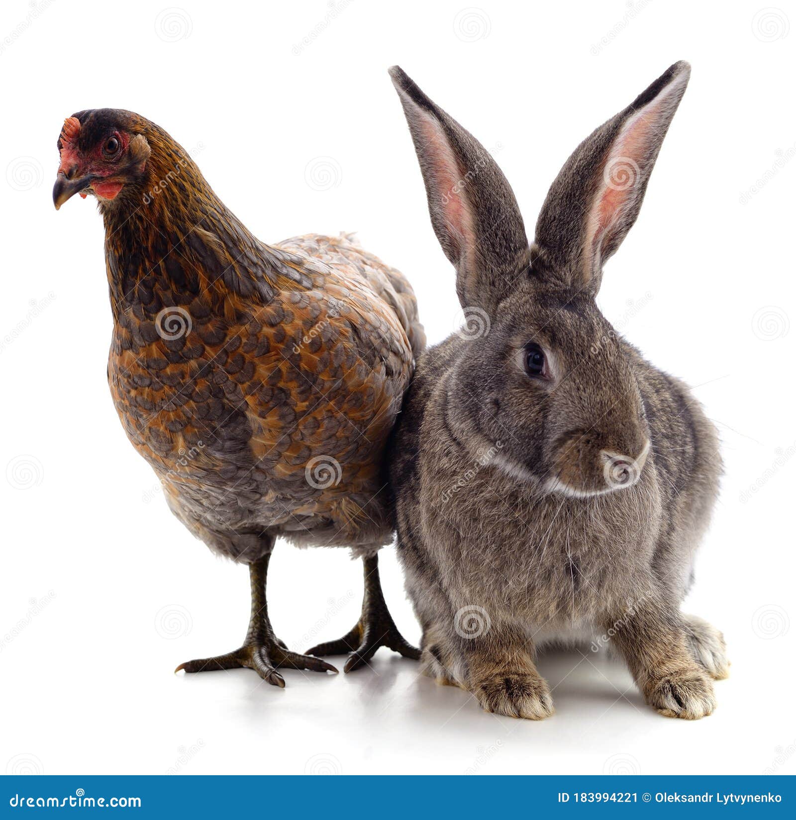 Rabbit and chicken stock image. Image of background - 183994221