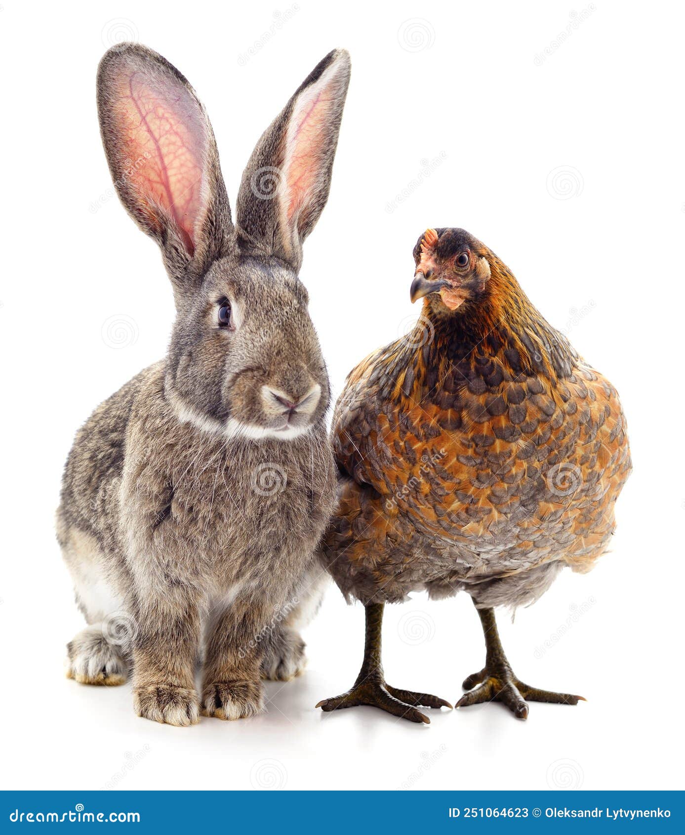 Rabbit and chicken stock image. Image of background - 251064623