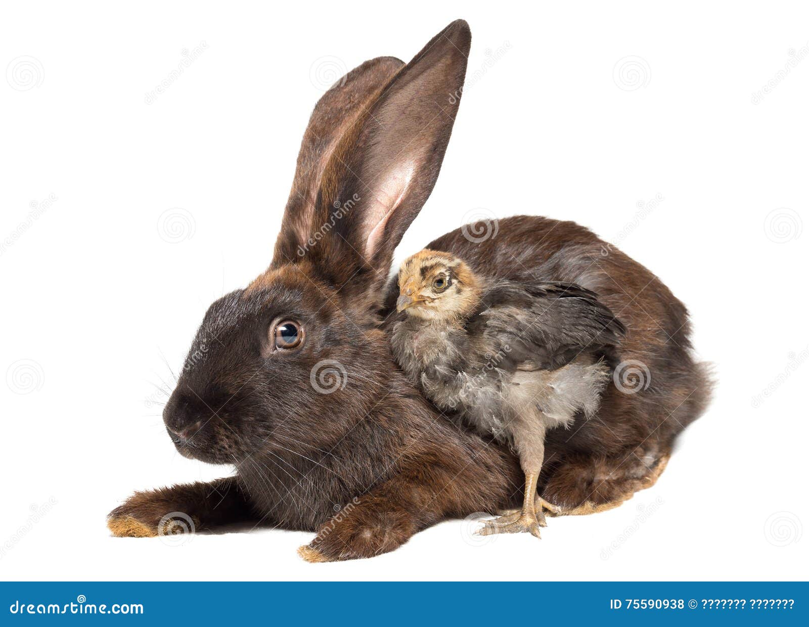 Rabbit and chicken stock photo. Image of brown, animal - 75590938