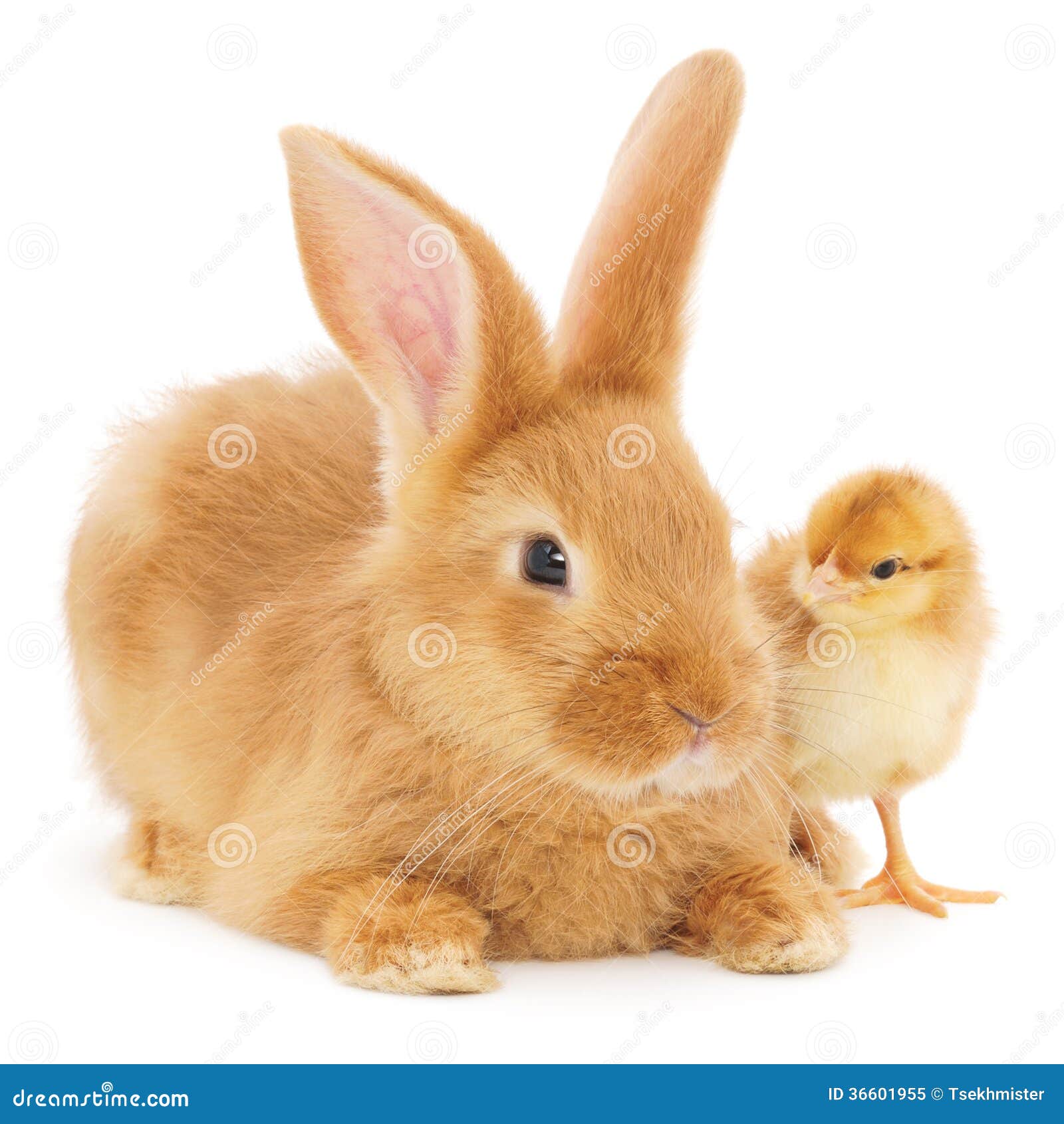 Rabbit and chicken stock image. Image of chicken, newborn - 36601955