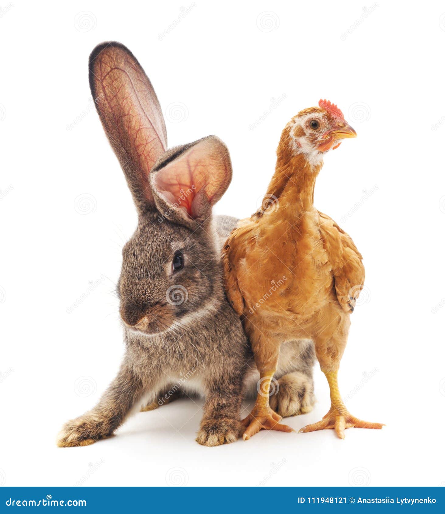 Rabbit and chicken. stock image. Image of beautiful - 111948121