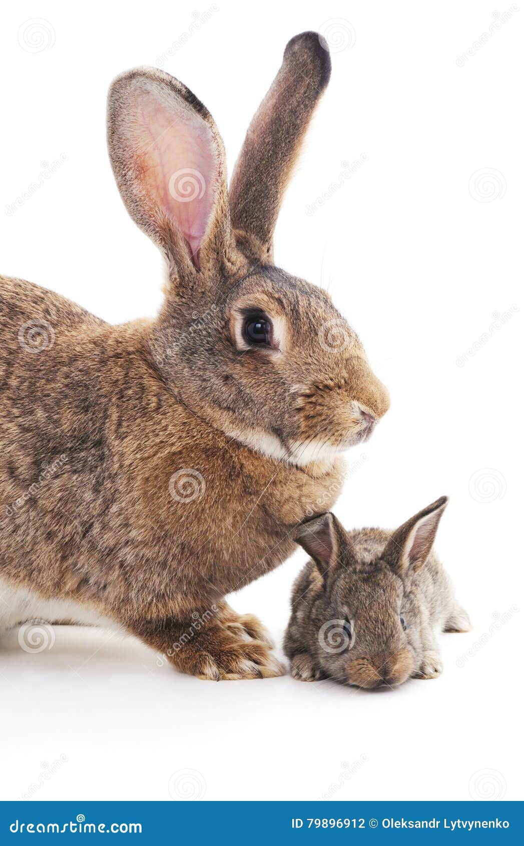 Rabbit with child. stock photo. Image of child, studio - 79896912