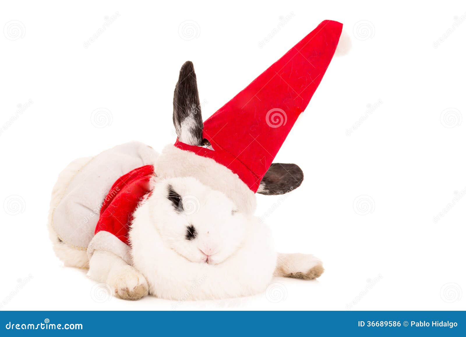 Rabbit with Christmas Costume Stock Photo - Image of seasonal, ears ...