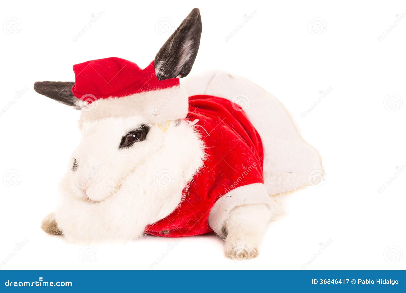 Rabbit with Christmas Costume Stock Image - Image of costume, gift ...
